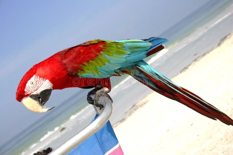 Beach Macaw stock image. Image of holiday, flying, deckchair - 323627