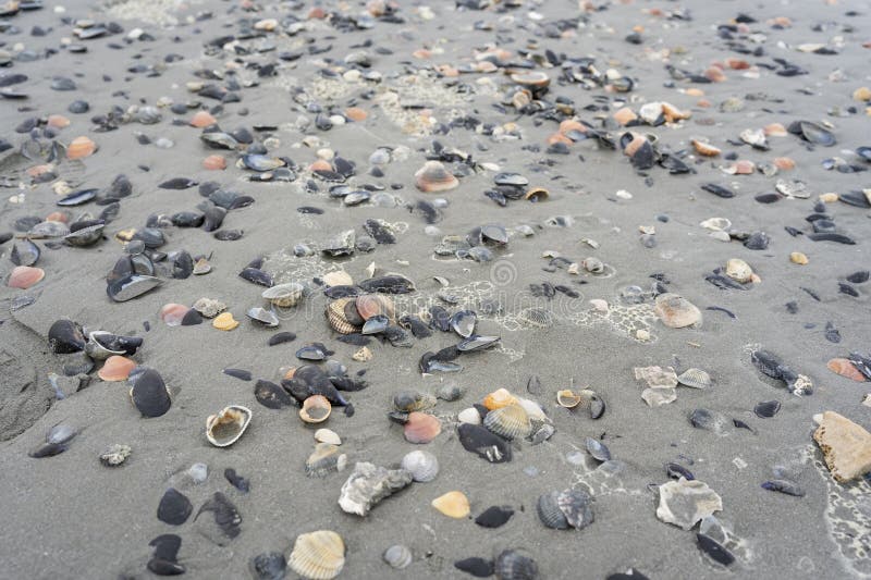 Beach with Many Seashells Brought by the Storm Stock Image - Image of ...