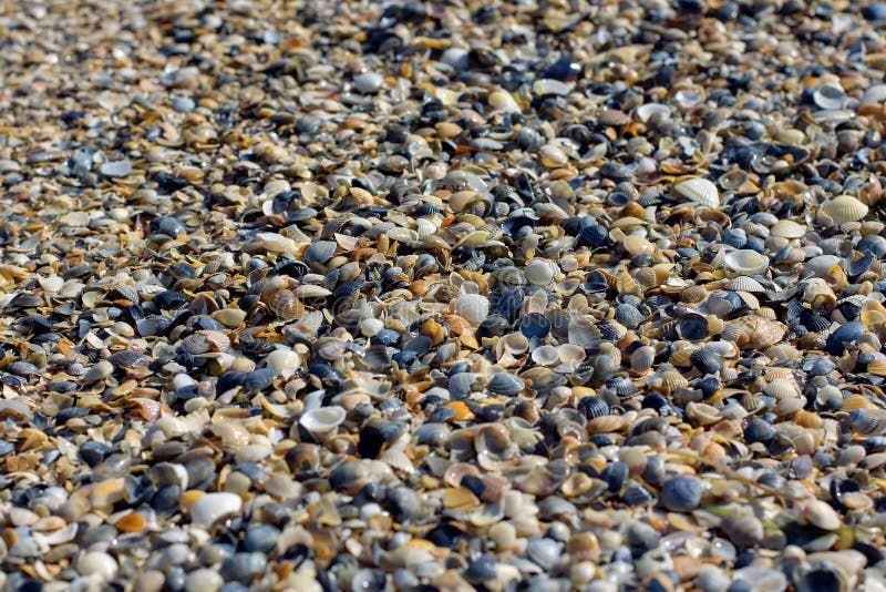 Beach with many shells stock photo. Image of small, travel - 112482344