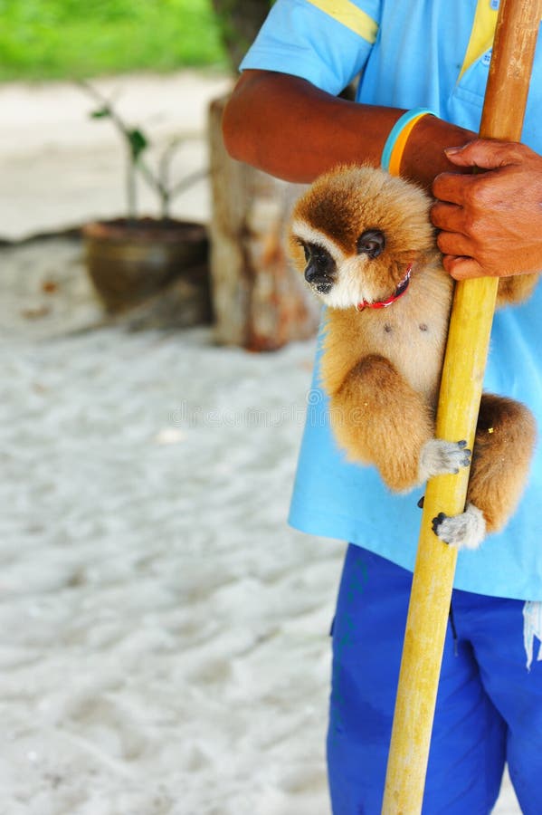Beach monkey stock image. Image of nature, resort, thailand - 12951029