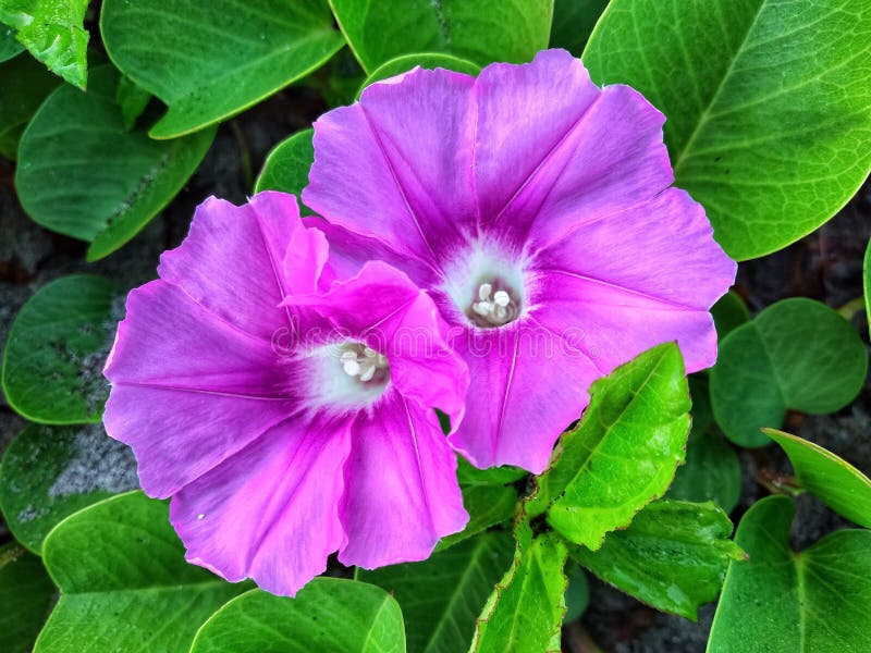 Beach moonflower stock image. Image of natural, herb - 185900061
