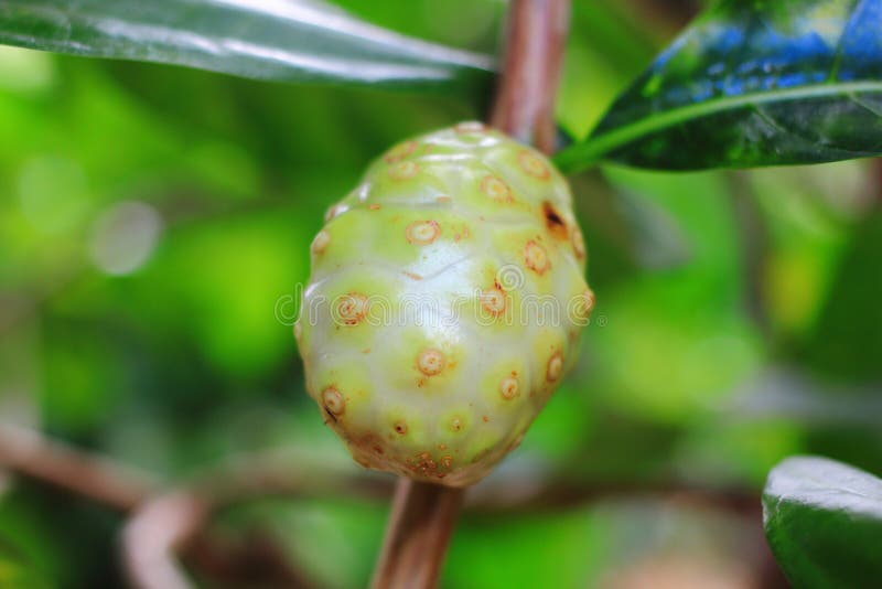 Beach mulberry stock image. Image of local, beach, mulberry - 65040949