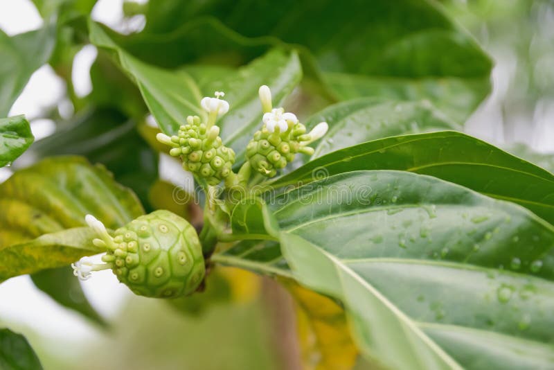 Beach mulberry stock photo. Image of meal, fresh, agriculture - 80177708