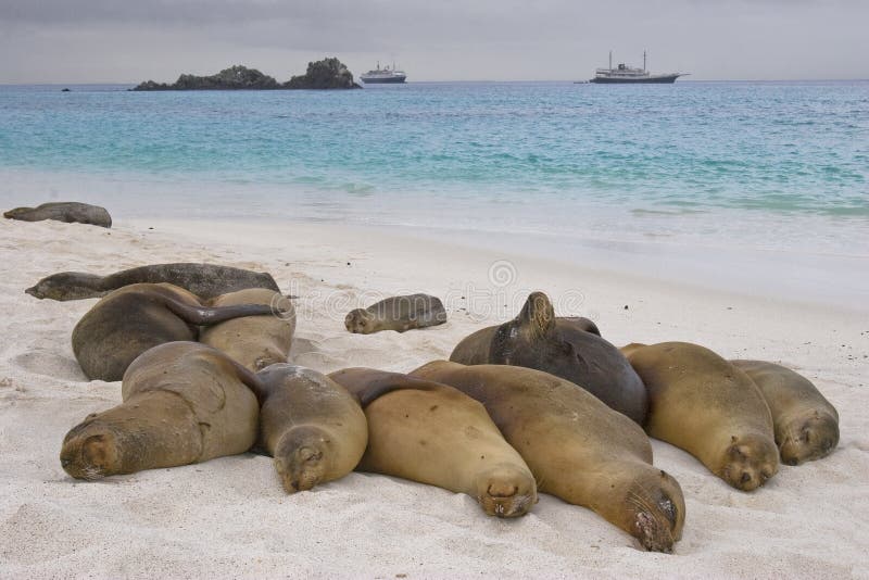 Beach nap stock photo. Image of galapagos, tourist, species - 12810652