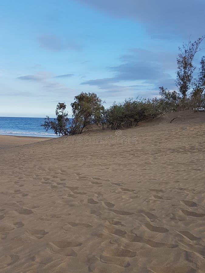 Beach stock photo. Image of beach, nice, sand, palms - 103692958