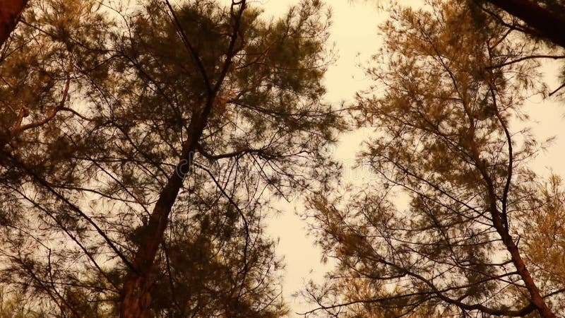 Beach she-Oak Tree, Casuarina Tree at Sunset. Stock Footage - Video of ...