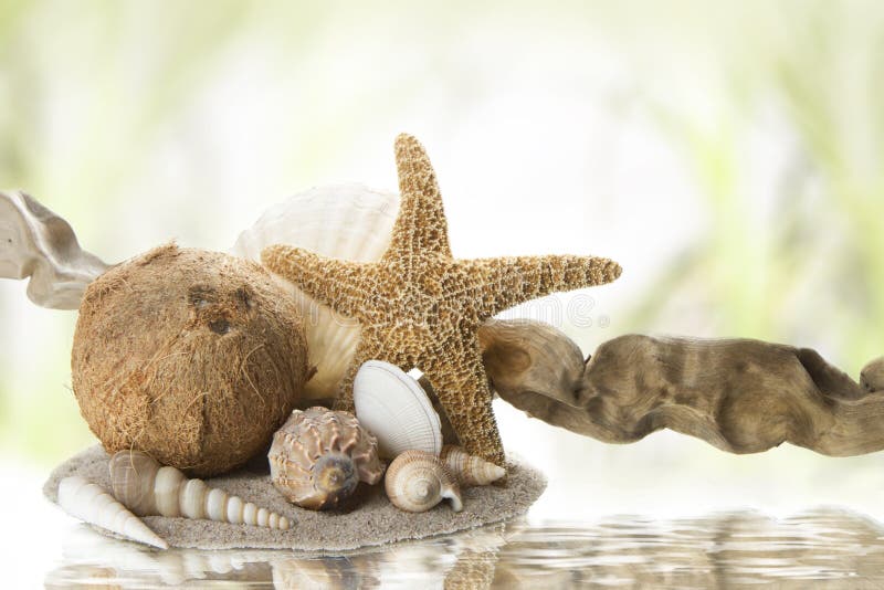 Beach objects stock image. Image of driftwood, palm, caribbean - 23729023