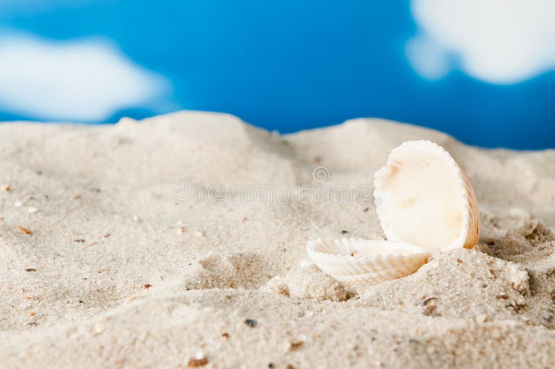 Open Sea Shell On Beach Sand And Blue Sky Stock Photo - Image of space ...