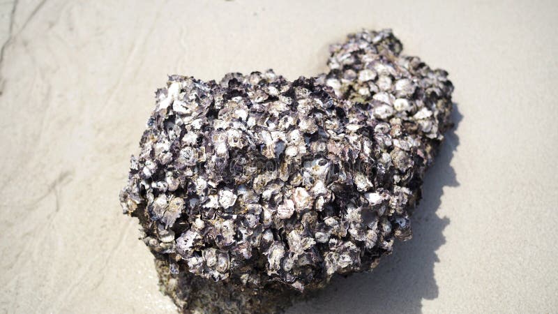 Beach with Oyster Shells on the Rock. Stock Photo - Image of danger ...