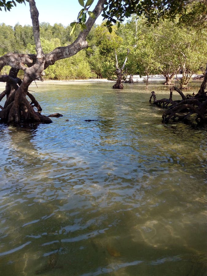 Palawan stock image. Image of nature, calm, mangroves - 112151753