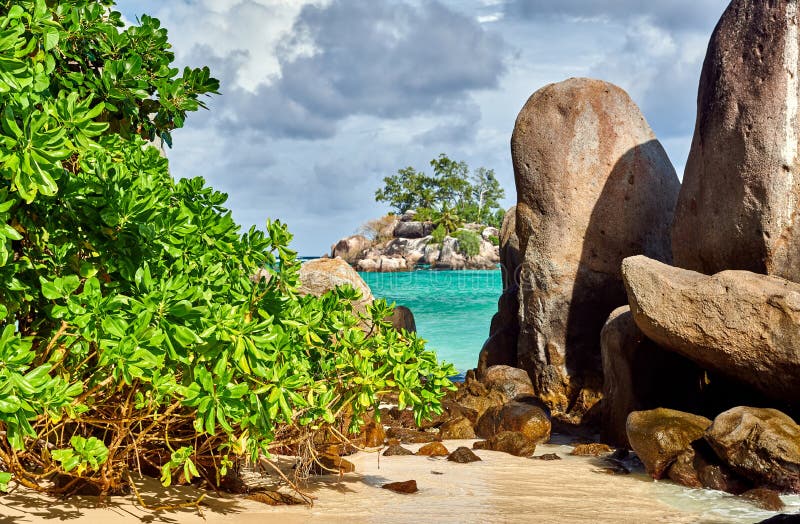 Beach with Palm Tree and Rocks Landscape Stock Image - Image of green ...