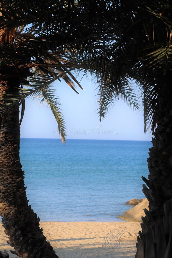 Beach and Palm Tree with Sun Stock Photo - Image of happy, tranquility ...