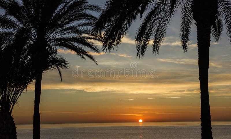 Beach Palm Tree, Sunset View. Summer Nature Scene. Stock Photo - Image ...