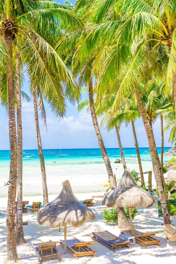 Beach with Palm Trees and Beach Beds, Summer Vacations Stock Photo ...