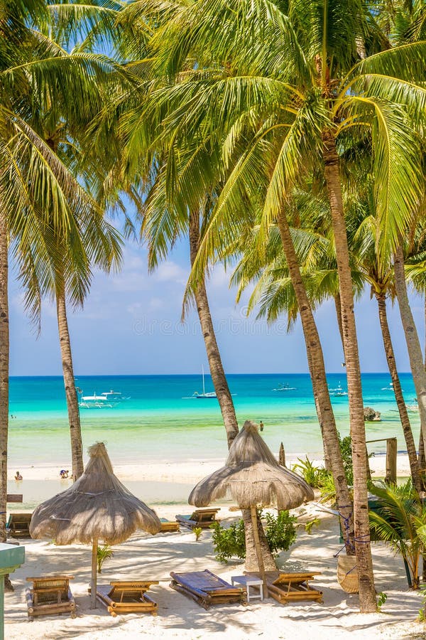 Beach with Palm Trees and Beach Beds, Summer Vacations Stock Image ...