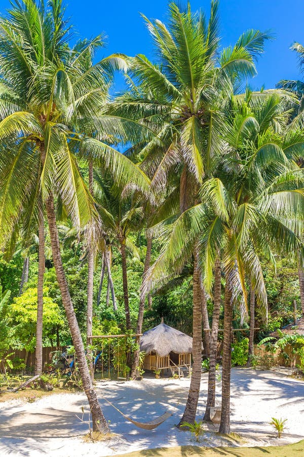Beach with Palm Trees and Beach Beds, Summer Vacations Stock Photo ...