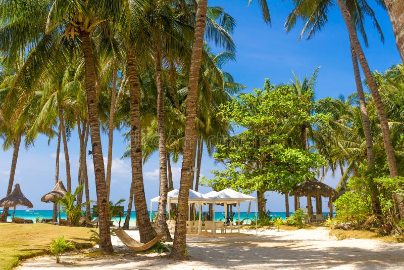 Beach with Palm Trees and Beach Beds, Summer Vacations Stock Photo ...