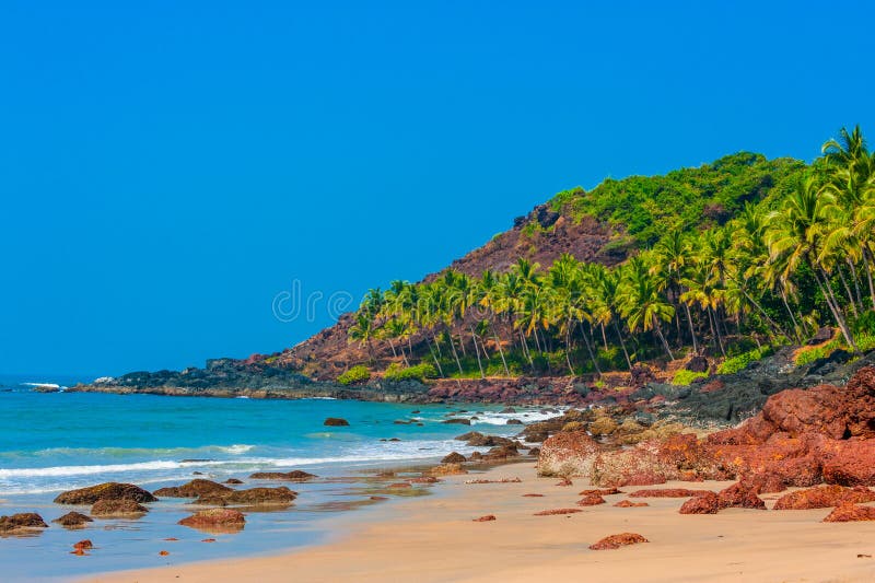 Beach with Palm Trees in Goa. India Stock Photo - Image of vacation ...