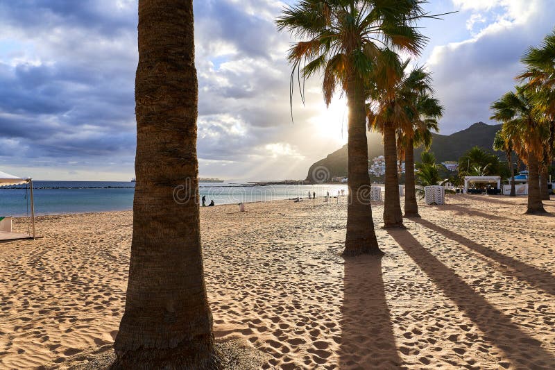 A Beach with Palm Trees in a Warm Yellow Light. the Concept of ...