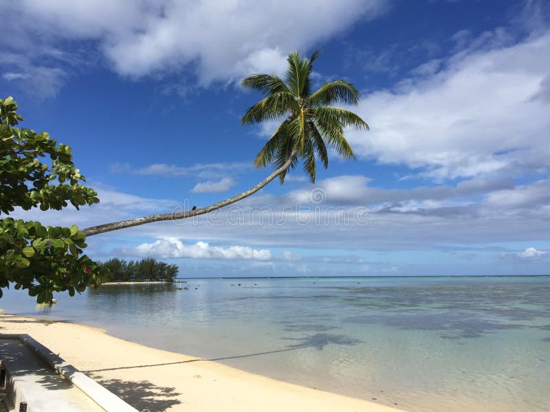 Beach, Palms and Island from Polynesia Stock Image - Image of seaside ...