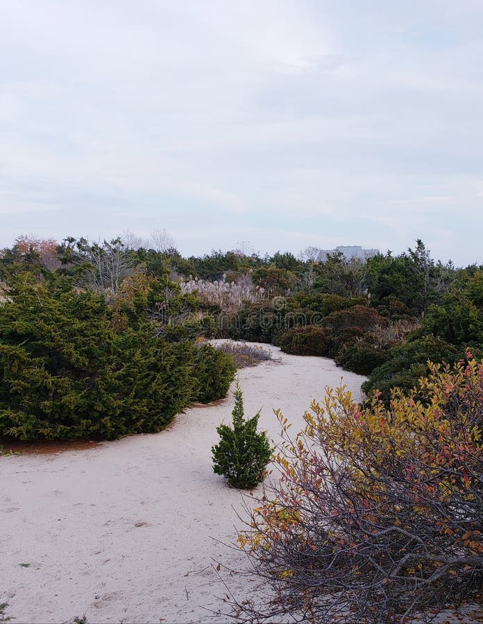 Beach Path stock image. Image of pine, beach, lone, tree - 141143131