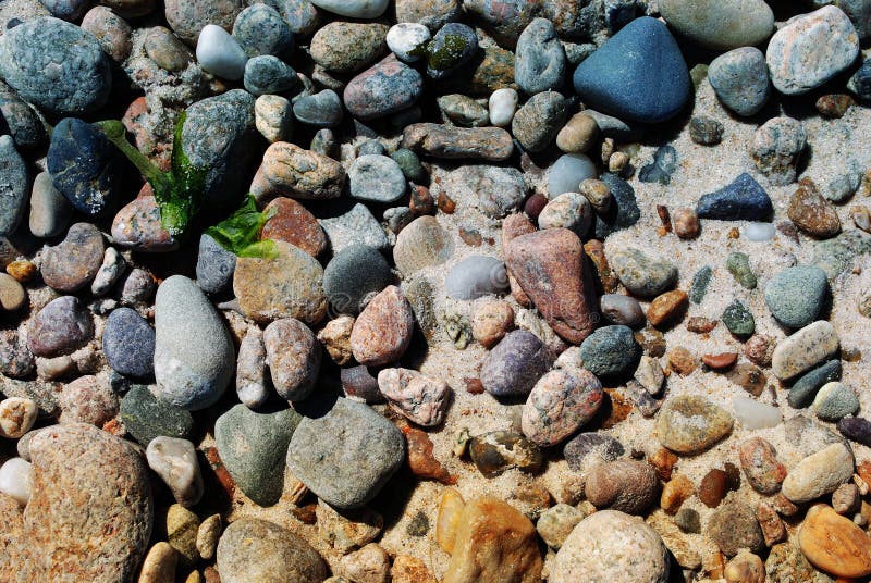 Seaweed Shells Cape Cod Stock Photos - Free & Royalty-Free Stock Photos ...