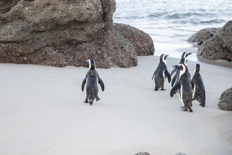 Penguin Teamwork Stock Photos - Free & Royalty-Free Stock Photos from ...