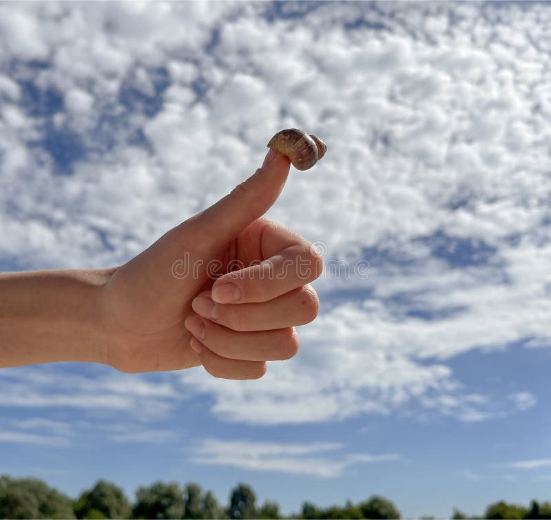 On the Beach, a Photo of a Hand with a Shell on Her Finger Stock Image ...