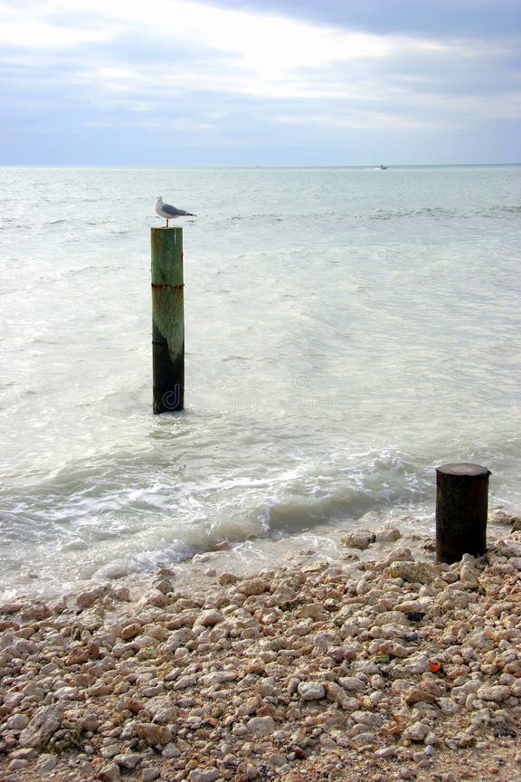 Beach Pier Post and Bird stock photo. Image of beach - 13513090