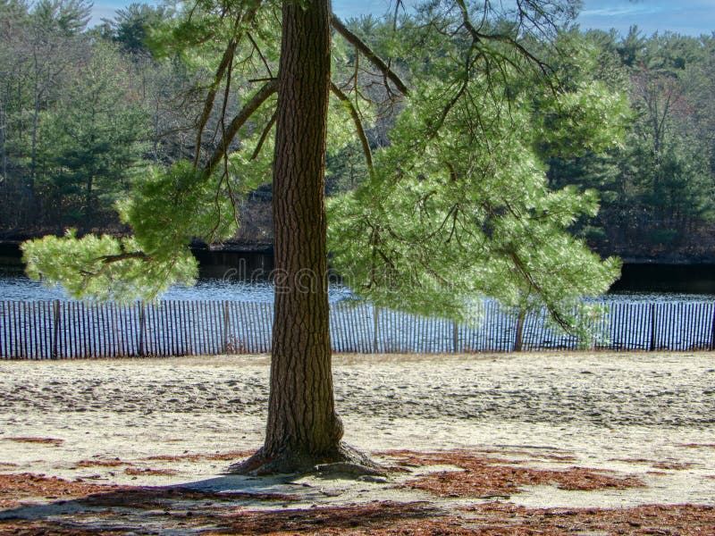 Beach Pine stock image. Image of pine, tree, environment - 379126531
