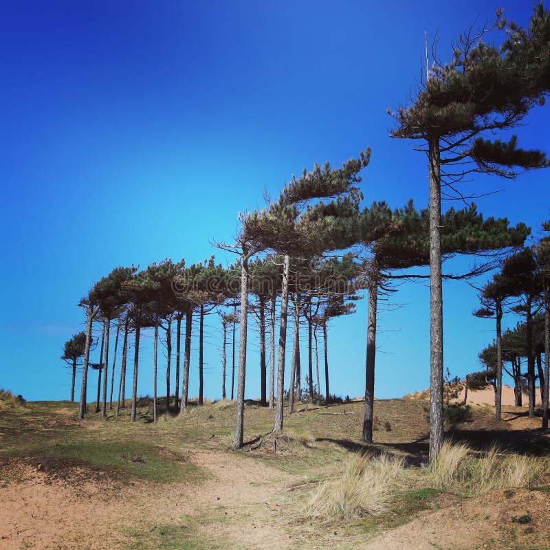 Beach Pines stock photo. Image of sand, english, scene - 114896544