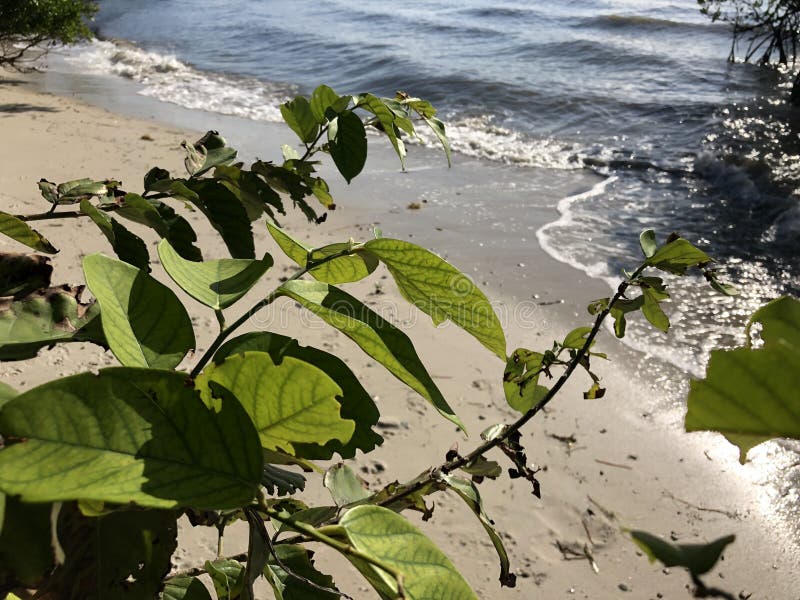 Sea Grape Leaf and Ocean on the Beach Stock Photo - Image of rock ...