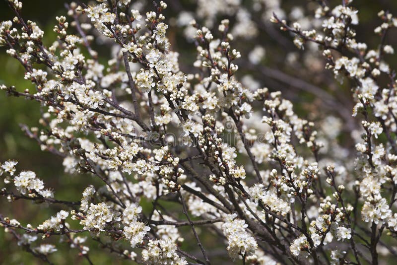 Prunus MarÃ­tima Plant. stock photo. Image of bush, maritima - 44125246