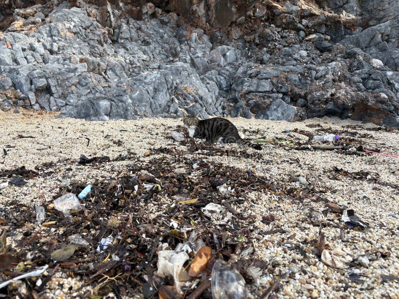 Beach pollution ecology stock photo. Image of coastline - 353543692