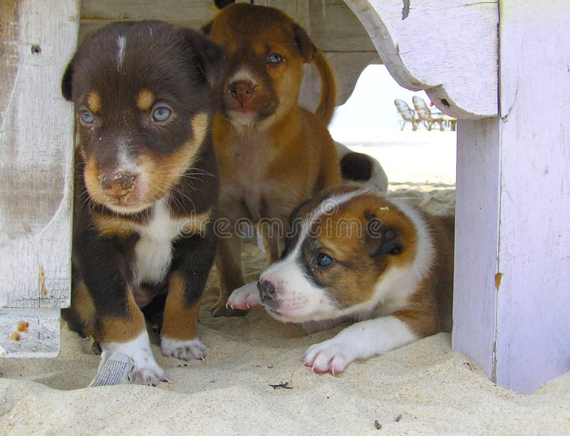 Beach Pups stock photo. Image of black, animals, together - 58913746