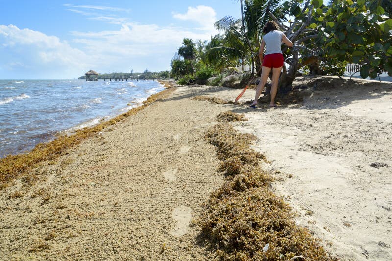 Beach Raking stock image. Image of belize, sand, chores - 50065651