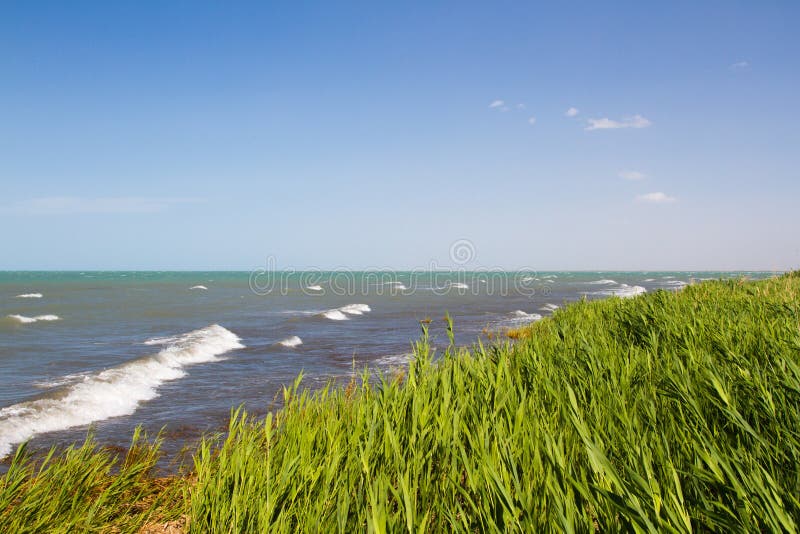Beach with reeds stock photo. Image of beaches, grass - 56635422