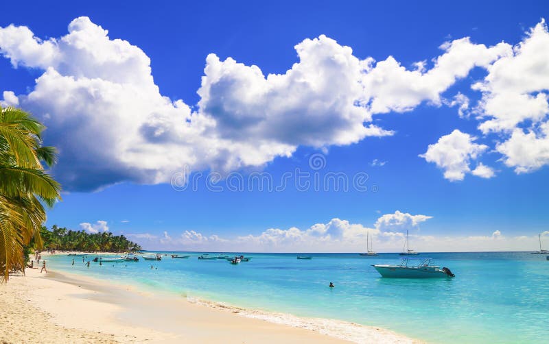 Beach stock image. Image of beach, palm, atlantic, island - 60302131