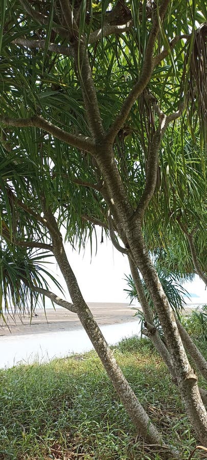 Beach River Green Nature Trees Branch Sand Stock Image - Image of river ...