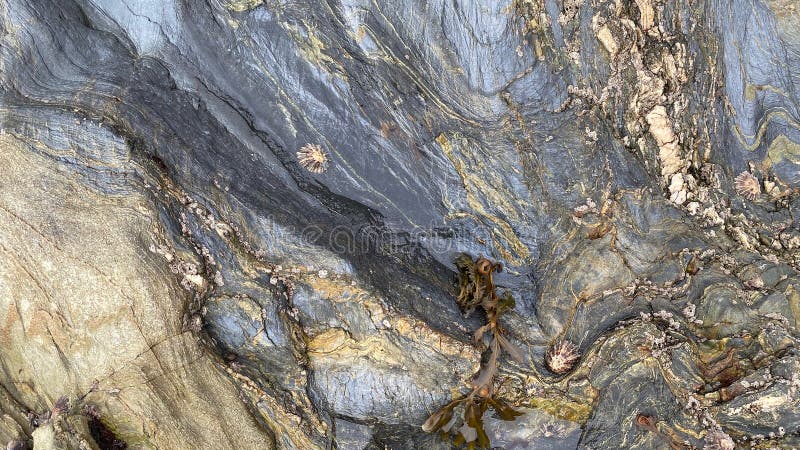 Beach Rock Strata Abstract Background Stock Photo - Image of coast ...
