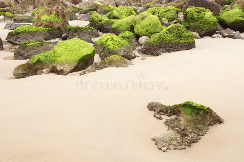 Beach with Rocks Covered with Green Algae Stock Image - Image of lichen ...