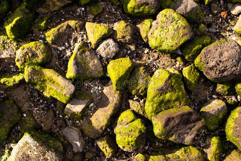 Beach rocks of Melbourne stock photo. Image of melbourne - 136921056