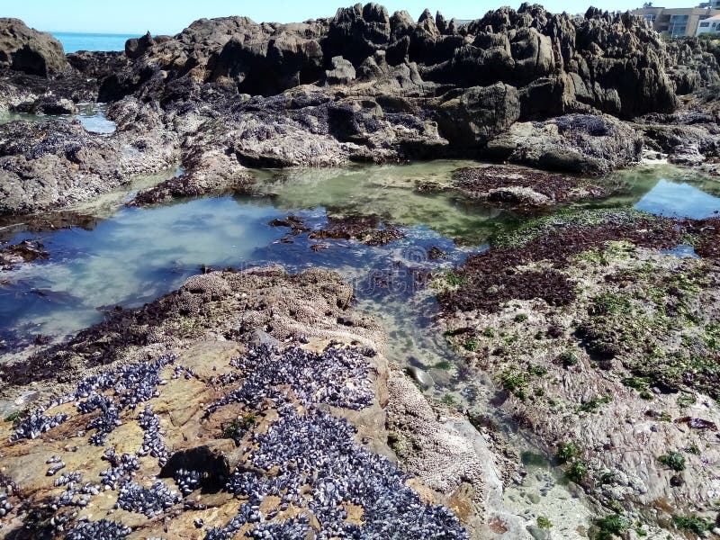 Beach Rocks and Pools stock image. Image of marine, rocks - 199335151