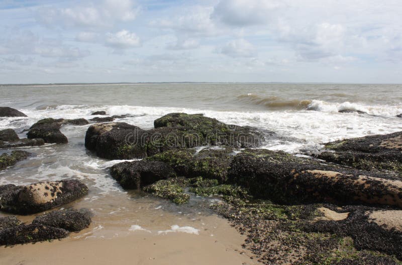 Beach Rocks with Seashells and Seaweed Stock Image - Image of sunlight ...