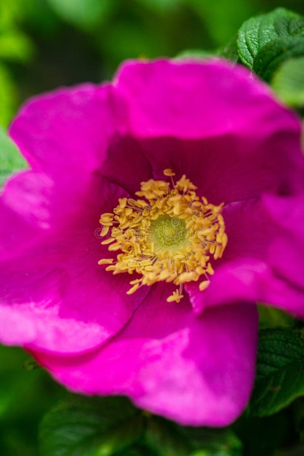 Beach Dry Rose or Rosa Rugosa, Frozen Hip Fruits Thorny Bush of Dried ...