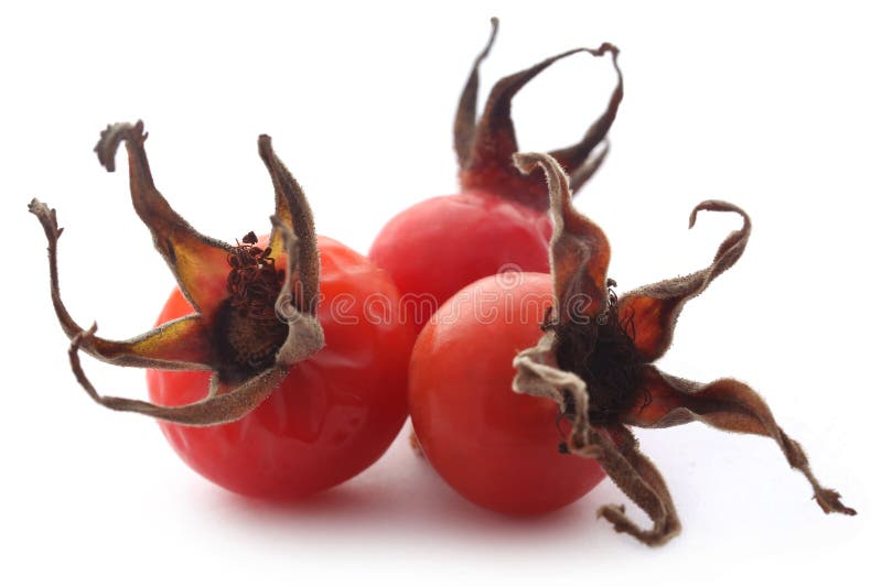 Beach Dry Rose or Rosa Rugosa, Frozen Hip Fruits Thorny Bush of Dried ...