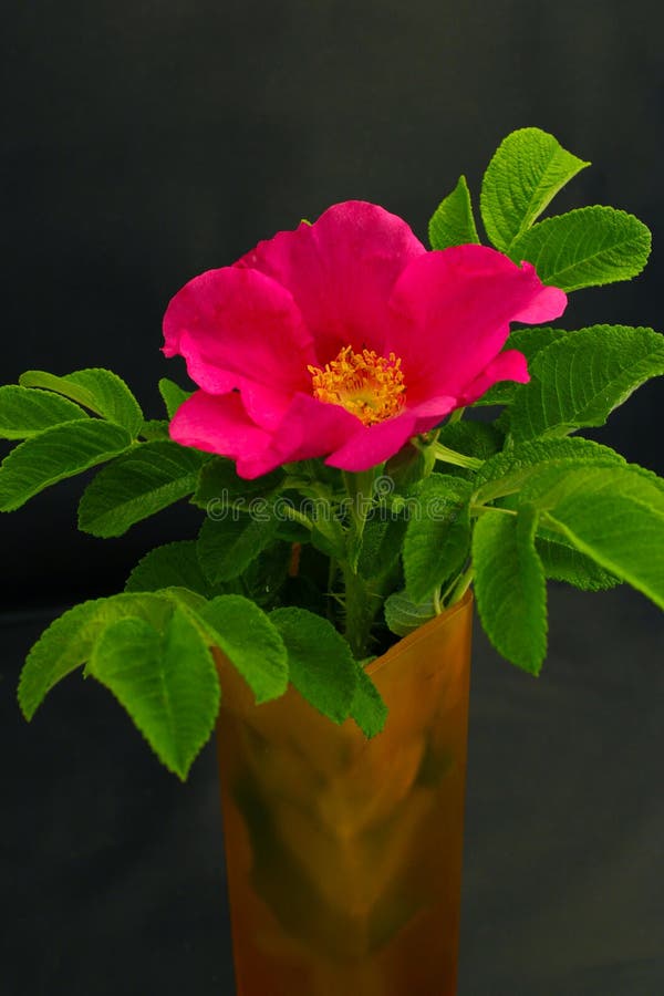 Beach Rose in Vase 03 stock photo. Image of beach, rosa - 301492604
