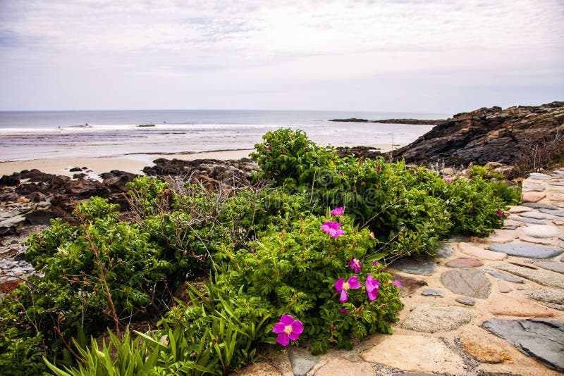 Beach Roses Blooming Along the Rocky Coast of Maine on the Marginal Way ...