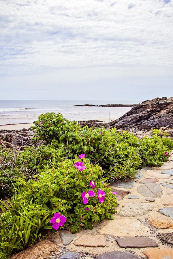 Beach Roses Blooming Along the Rocky Coast of Maine on the Marginal Way ...