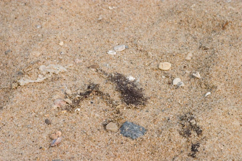 Ancient Dinosaur Footprint on the an Corran Beach, Near Skye, Stock ...